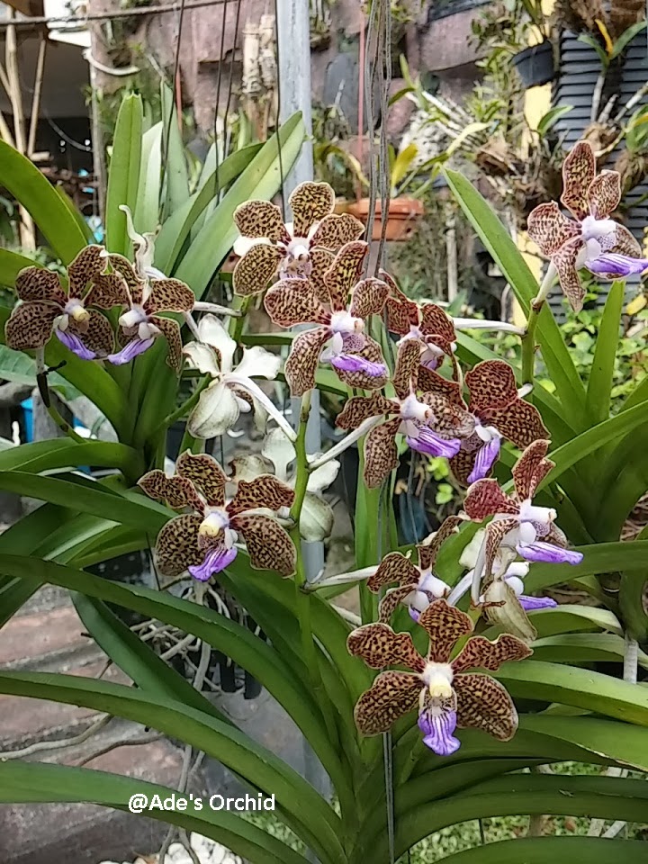 Ade's Orchid: Vanda Mimi Palmer