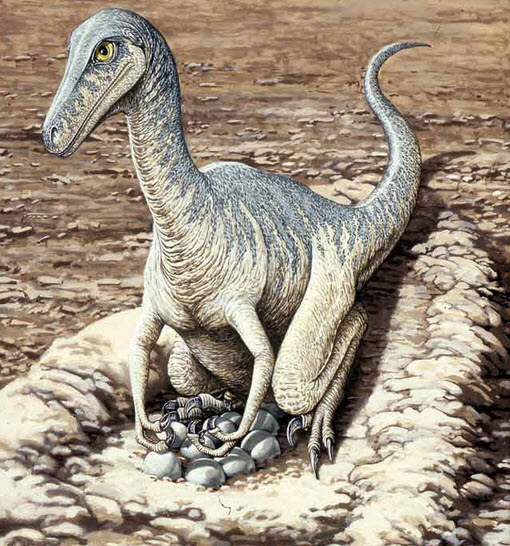 Troodon | The Life of Animals