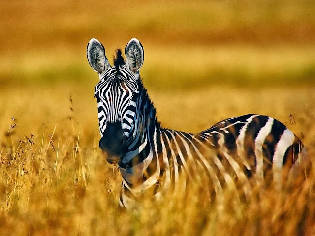 Andy foto natura: Cebras