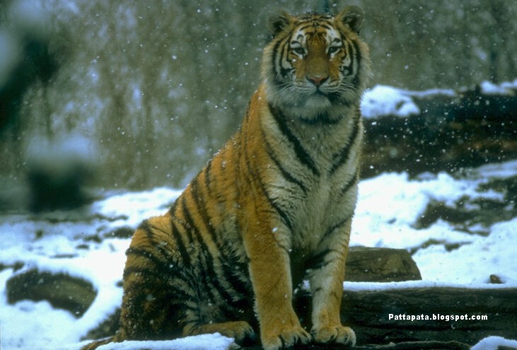 Pictures....පින්තූර : Animal....සත්තු