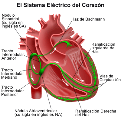 Portafolio de Evidencias Fisiologia Humana Fac. Medicina Uas: Sistema ...