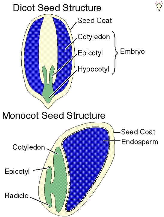 BENIH BERDASARKAN STRUKTURNYA