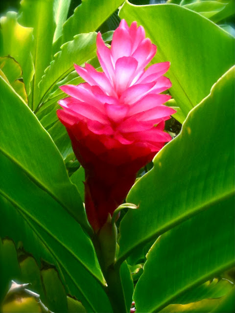 Finding My Aloha: Aloha from Hawaii!