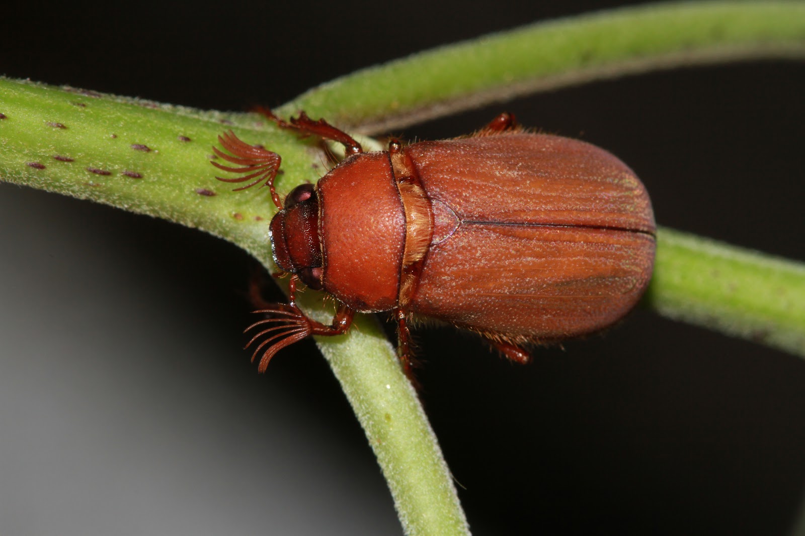 台灣金龜子: Hilyotrogus formosanus (Niijima & Kinoshita, 1927) 臺灣樺金龜