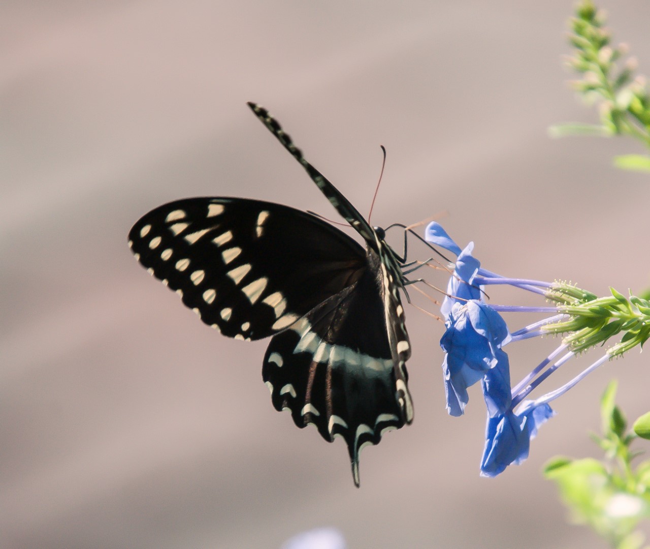 SHIRA: ¿Es semi-carnívora la flor Isabel Segunda?