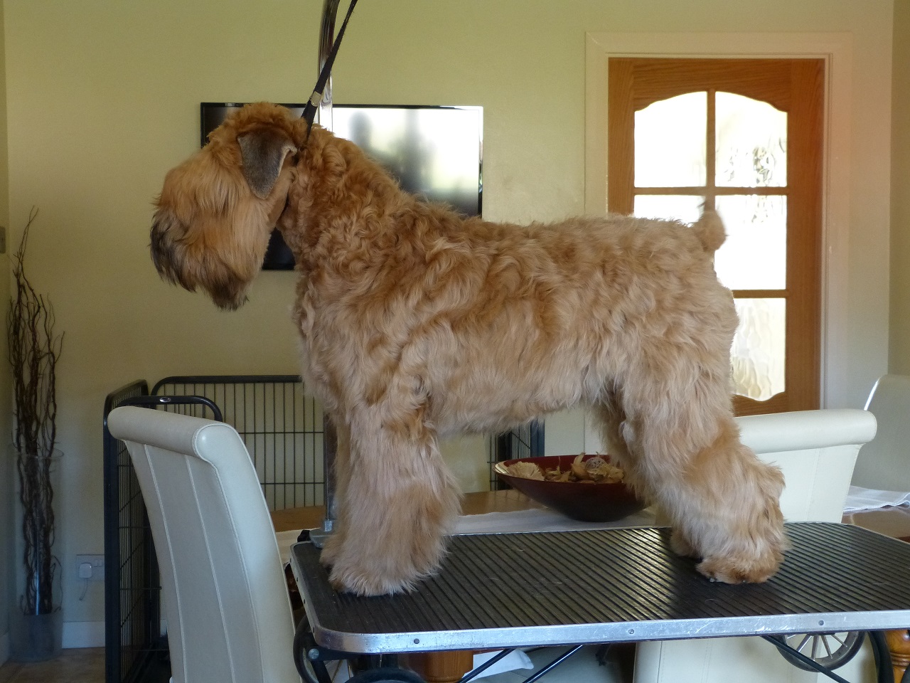 soft-coated-wheaten-terriers