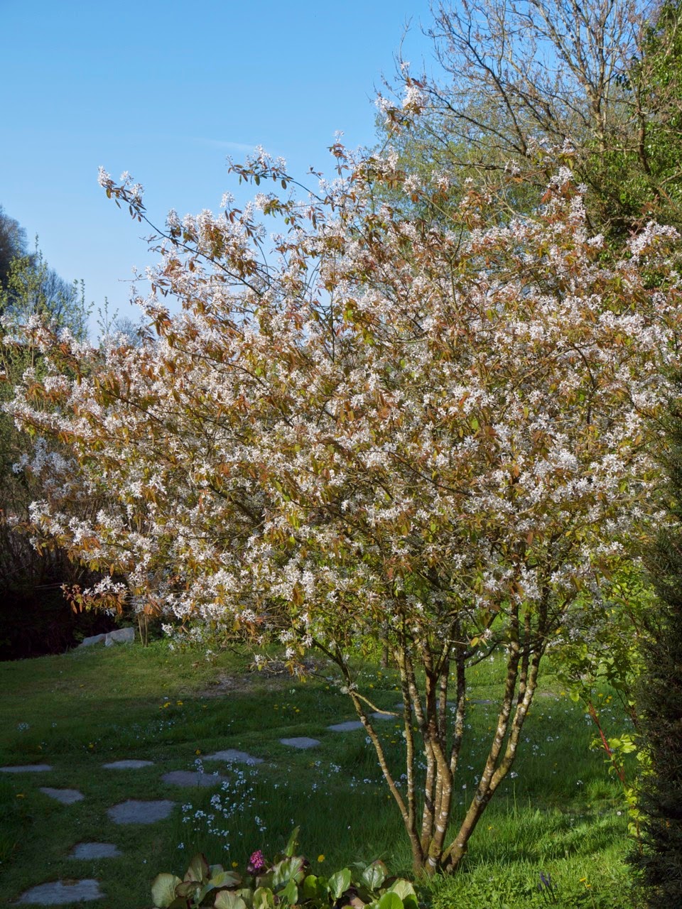 The Freerange Gardener: Plant of the moment No.21: Amelanchier lamarckii