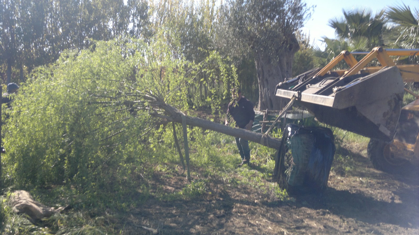 ΦΥΤΩΡΙΑ ΔΕΛΤΑ NURSERIES DELTA TREES LTD: ΜΕΓΑΛΑ ΔΕΝΤΡΑ ΙΤΙΑΣ ΚΛΑΙΟΥΣΑΣ ...