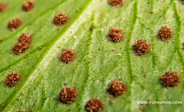 Esporangio | Plantas rioMoros