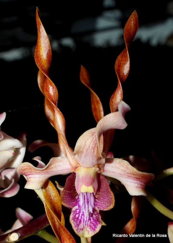 Ricardo's Blog, : Dendrobium Alex MacPherson, It was labeled Den. helix ...