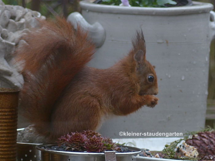 kleiner-staudengarten: Der kleine Racker...