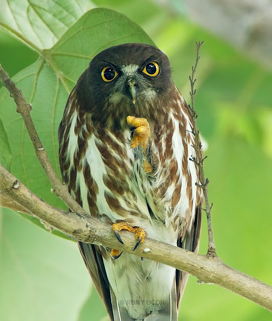 Romy Ocon's Wild Birds of the Philippines: Brown Hawk-Owl