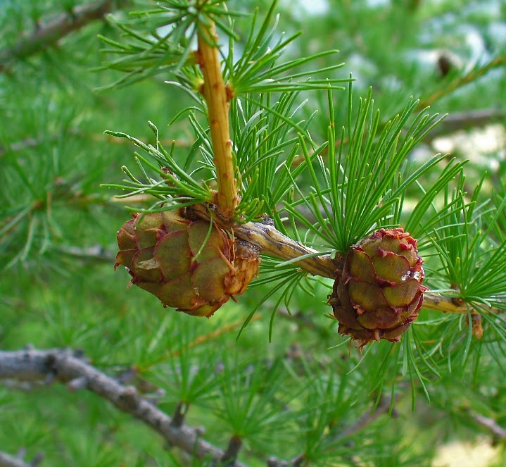 Plantas PRUEBA. Asociación Ameco: Larix decidua