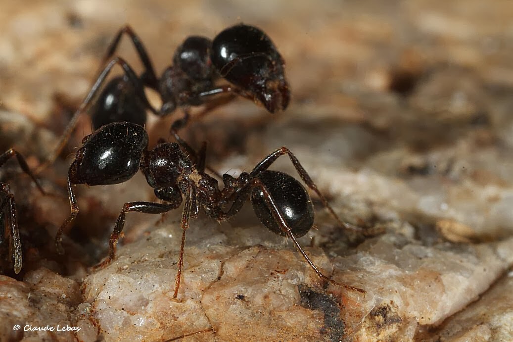 fourmis du genre Messor: Le genre Messor