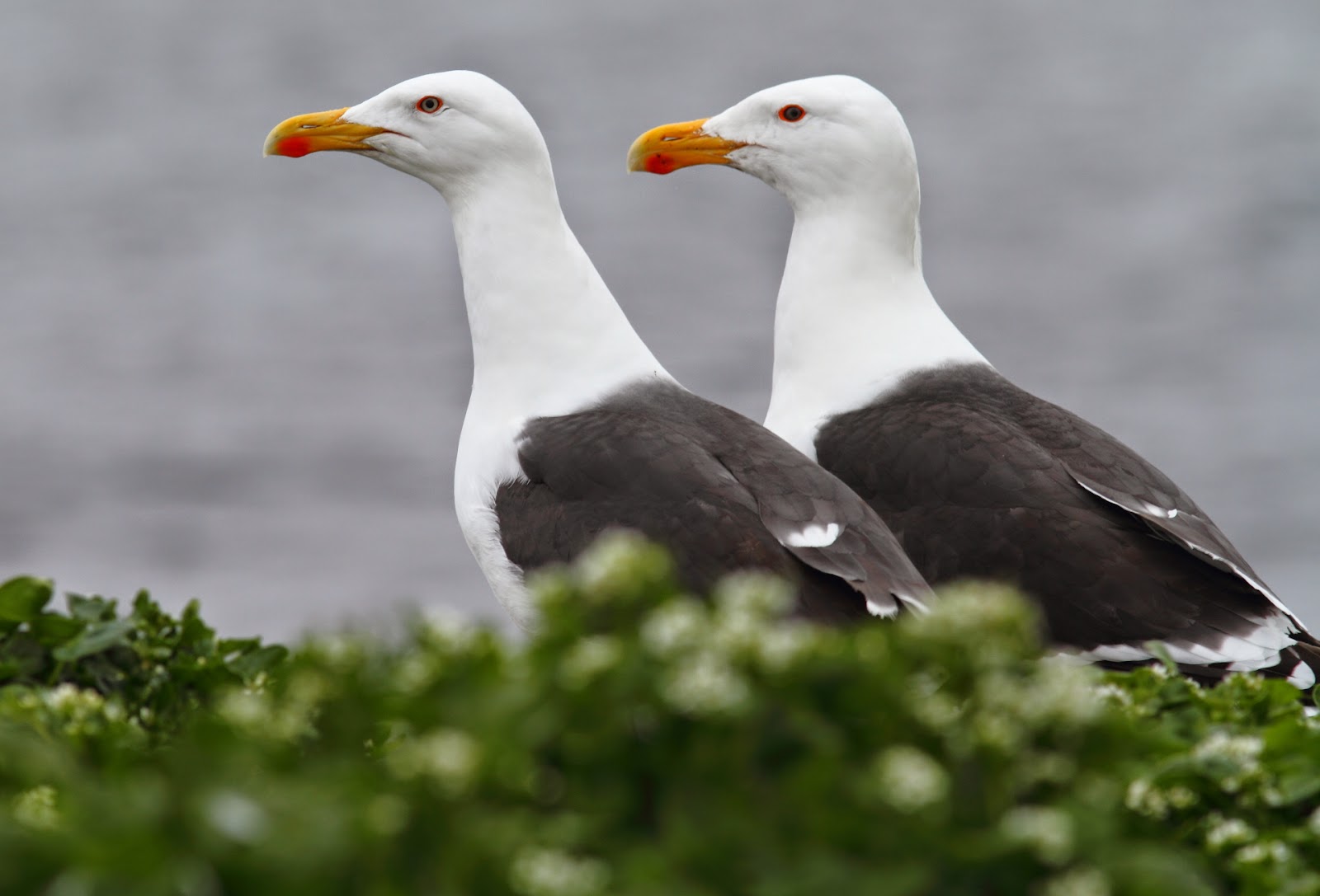 cosmoblogics: HORNÖYA, NORWAY