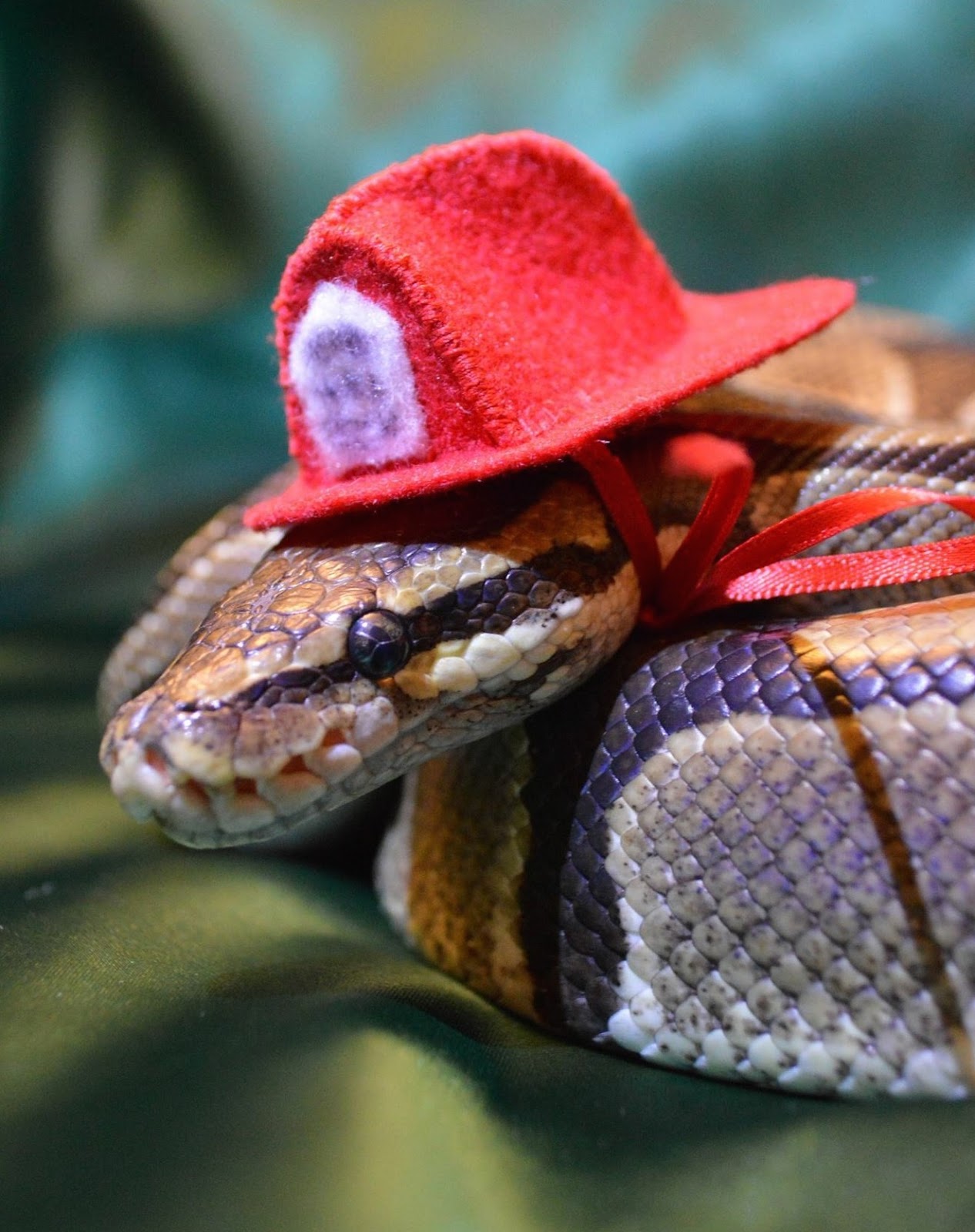 Sarah's Bearded Dragon Rescue: Hats for Snakes!