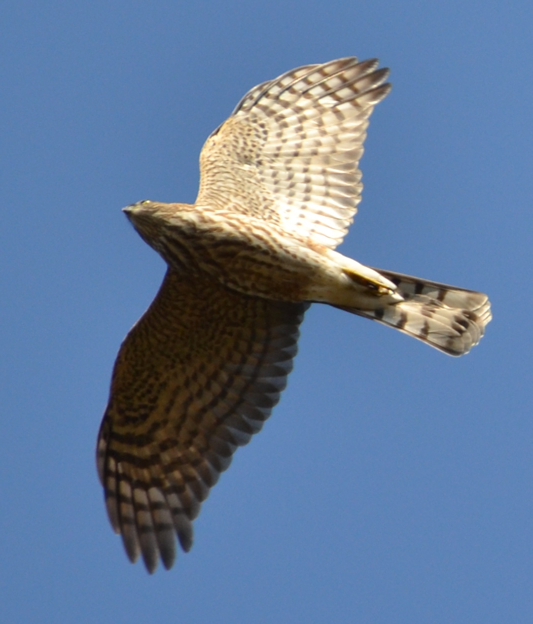 Bird of the Day: Sharp-shinned Hawk