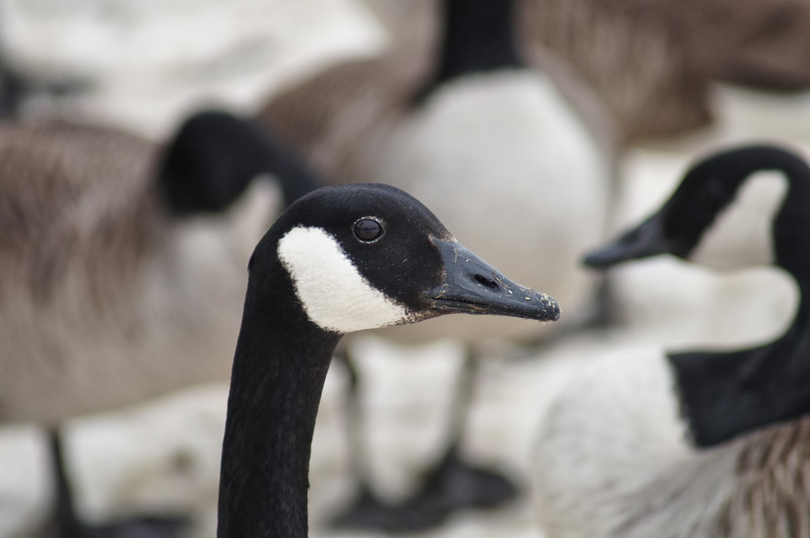 Things with Wings: Barnacle Goose