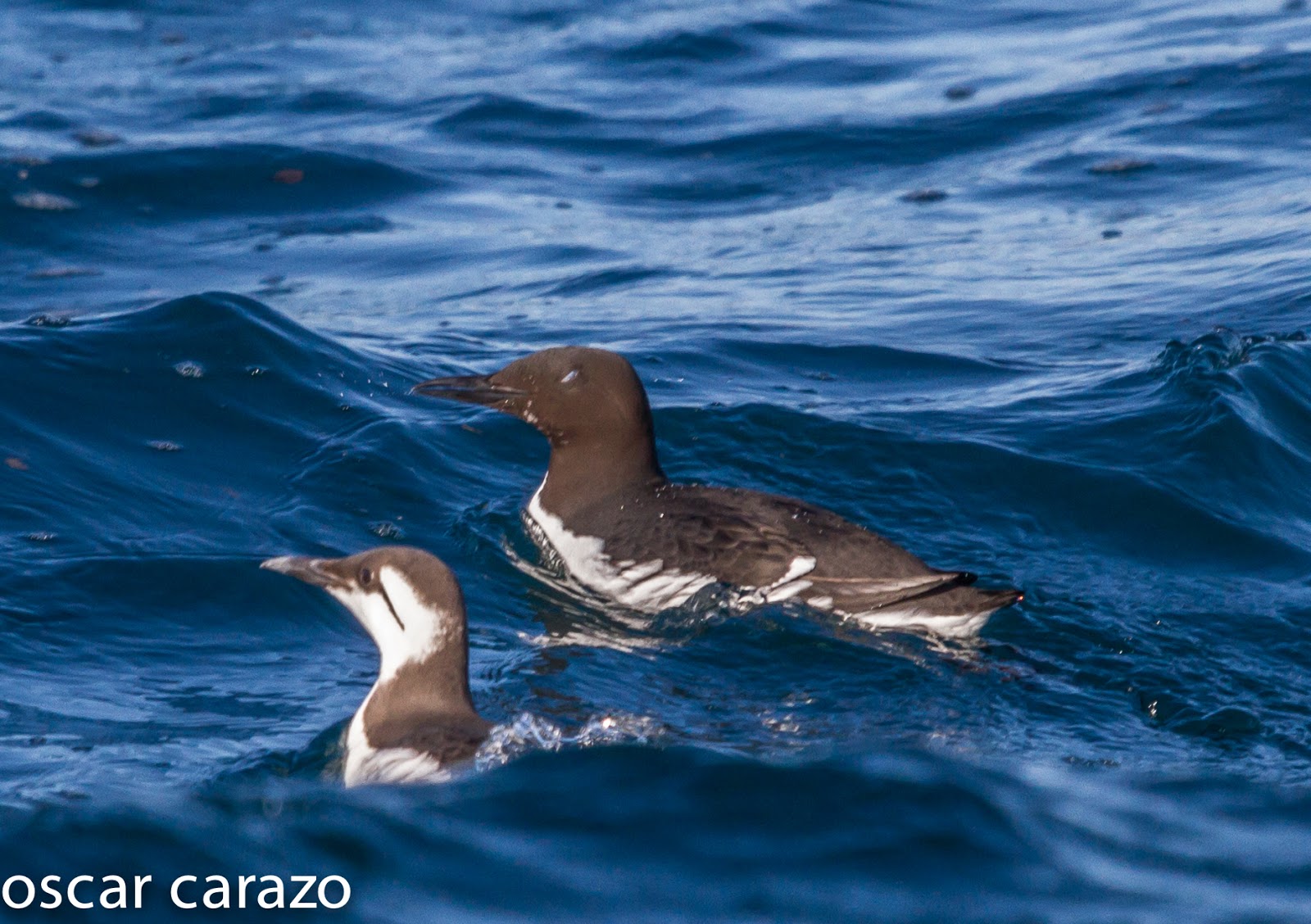 AVESANTURTZI: MARINAS CON LURGAIA II (PAGALO GRANDE Y ARAO)