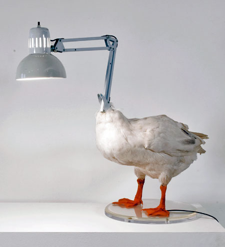 Duck Lamps - everything is in order