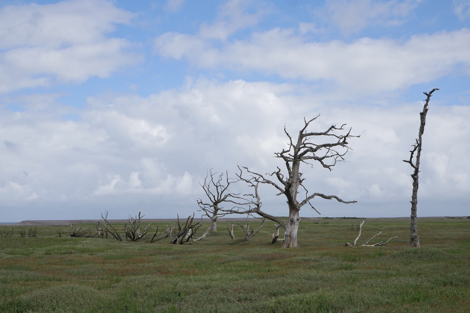 Walking in the country: Porlock Weir to Minehead (South West Coast Path ...