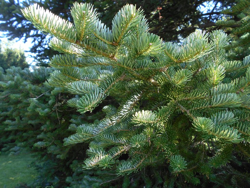 Future Plants by Randy Stewart: The Firs