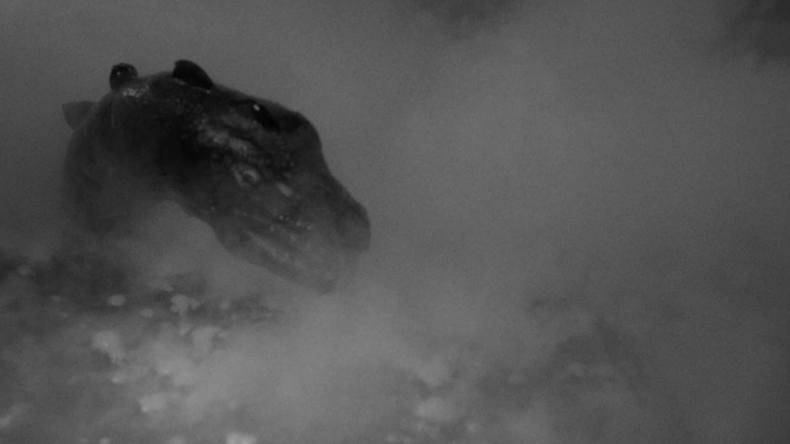 MCBASTARD'S MAUSOLEUM: THE GIANT BEHEMOTH (1958) (Warner Archive Blu ...