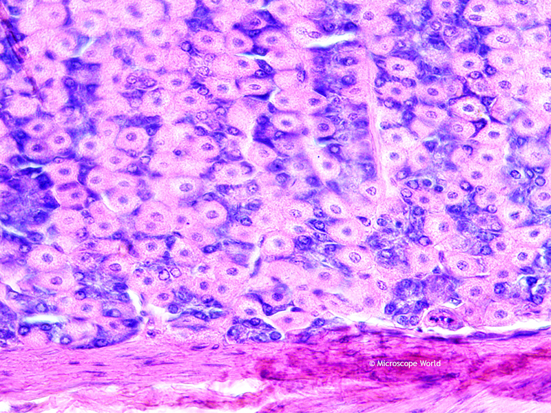 Microscope World Blog: Stomach Fundic Region under the Microscope