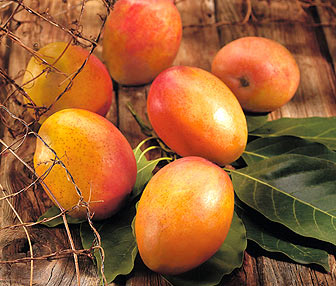 MANGO PERUANO: Descripción del Mango