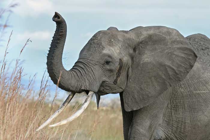 Like Humans Elephants can Be right or left handed | Interesting Facts