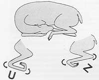 The Alpaca Birthing Process – Alpacas of Montana