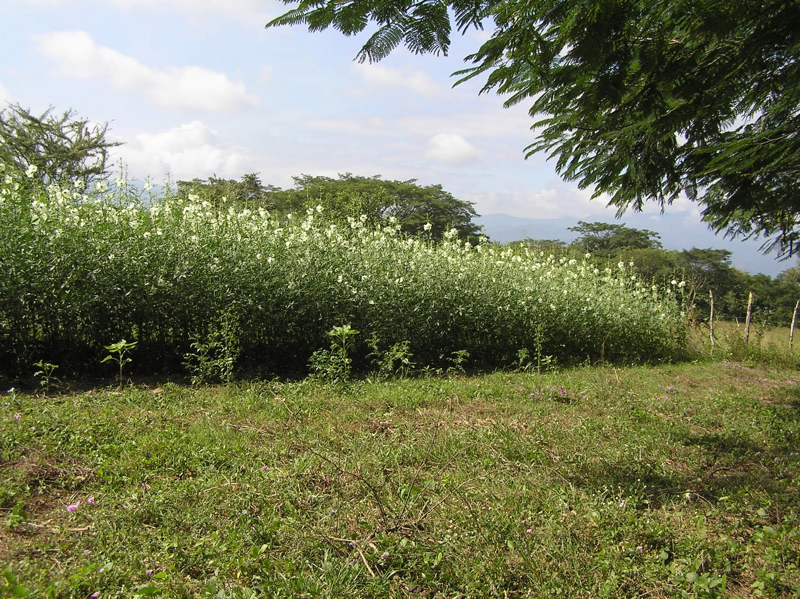 Welcome to the Wonderful World Of Kenaf Entrepreneurship: kenaf - The ...