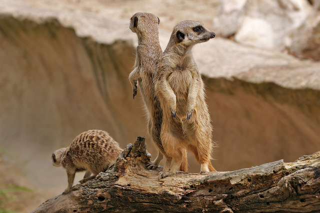 The Meerkat - Sun Angel of Africa | The Ark In Space