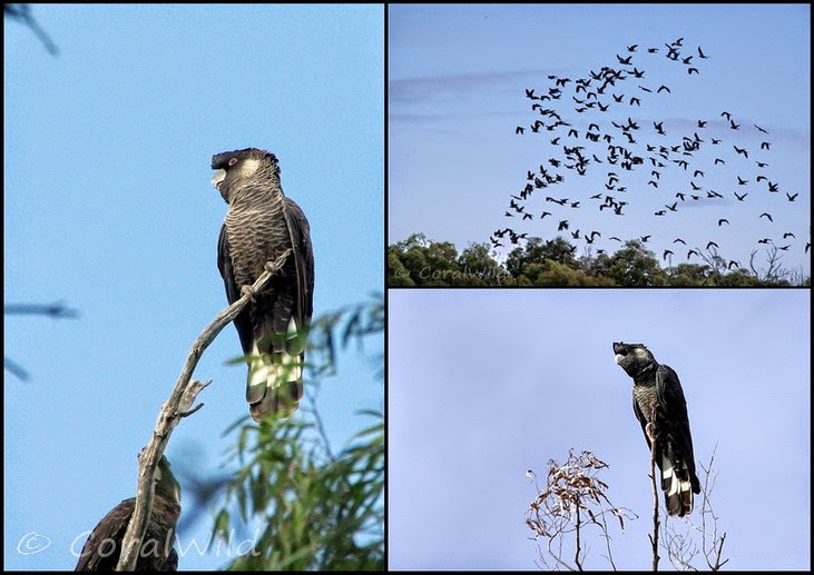 Coral Wild - A Safari Guides Diary: aaaahhh.... the birds!!
