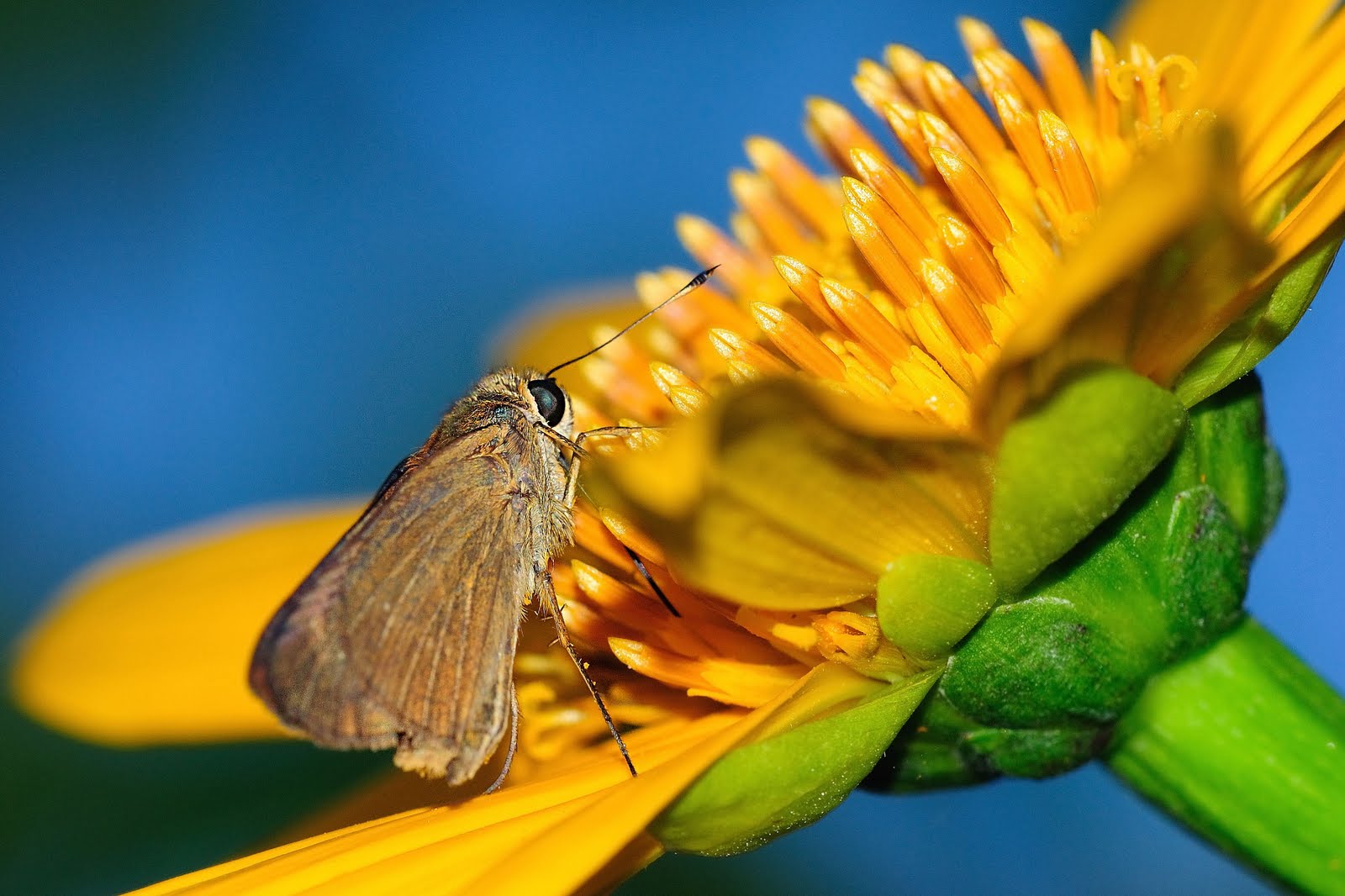 Visto al Pasar: Los Skippers, o Saltarines