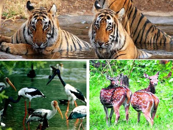 Travels-Freedom with Nature: Eco-Tourism of Goa