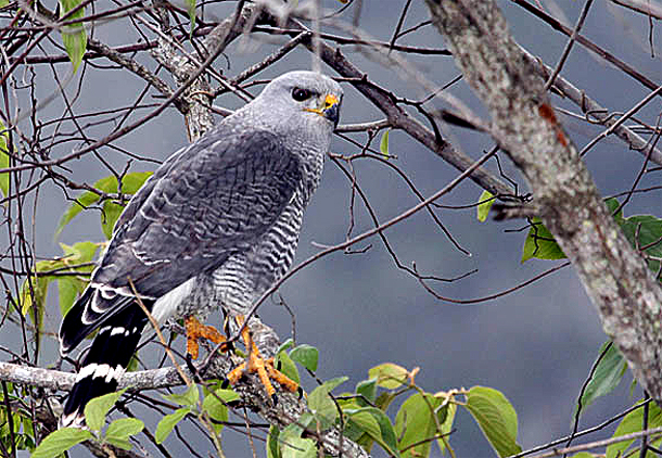 Bellas Aves de El Salvador: Buteo plagiatus (busardo o halcón gris ...