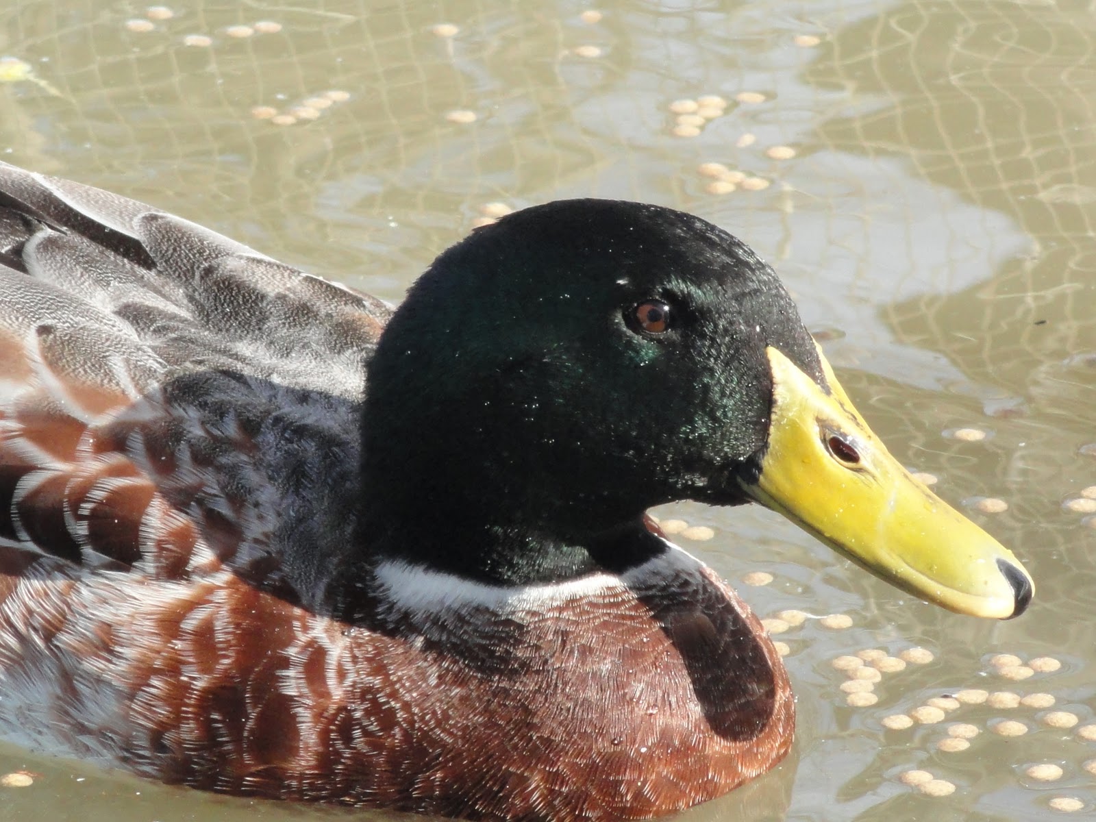 MamaDuck: Beau, Welsh Harlequin drake