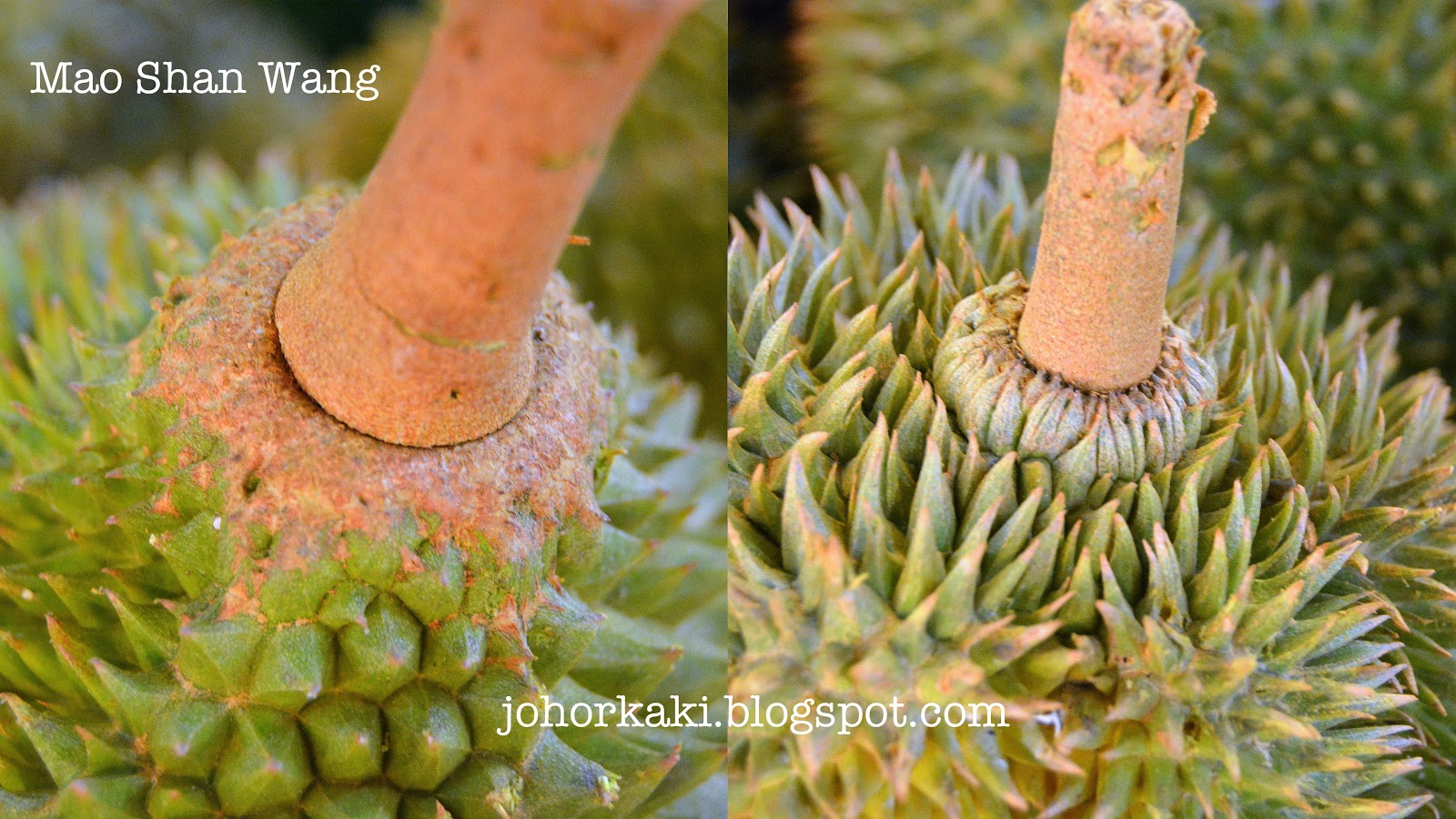 5 Tips on How to Spot a Real Mao Shan Wang MSW Musang King Durian 猫山王 ...