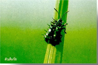 Rice insect pest in Bangladesh: Rice insect pest