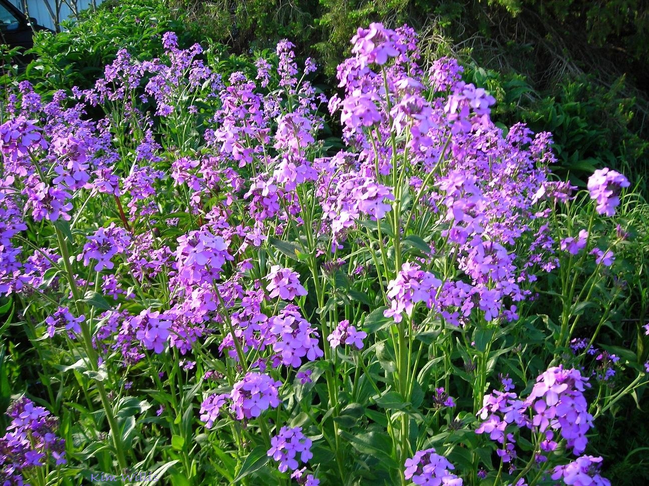 Gardening Granny's Gardening Pages: May 2016