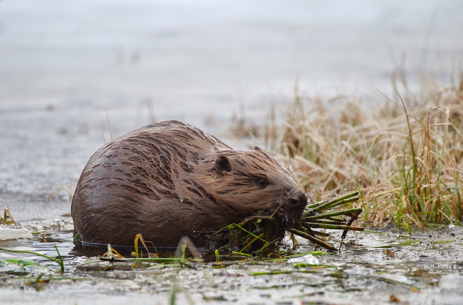 Naturfoto Einar Hugnes: Bever og kvinand ved Baklidammen