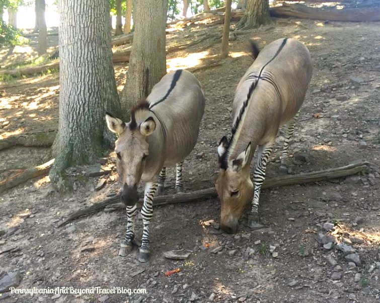 Pennsylvania & Beyond Travel Blog: Family Fun at Lake Tobias Wildlife ...