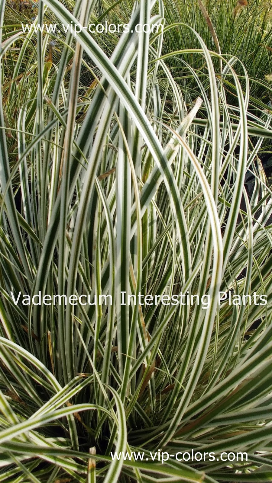 Vademecum Interesting Plants: Carex oshimensis - Turzyca oszimska ...