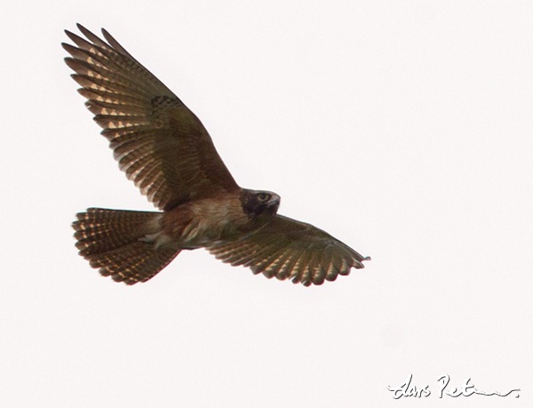 EKOGEO: JENIS - JENIS BURUNG ELANG DI INDONESIA