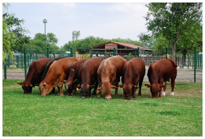 Generalidades de la Ganadería Bovina.: Beefmaster