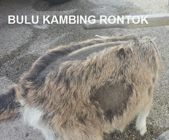 PENYEBAB BULU KAMBING ATAU DOMBA RONTOK - TANI TERNAK