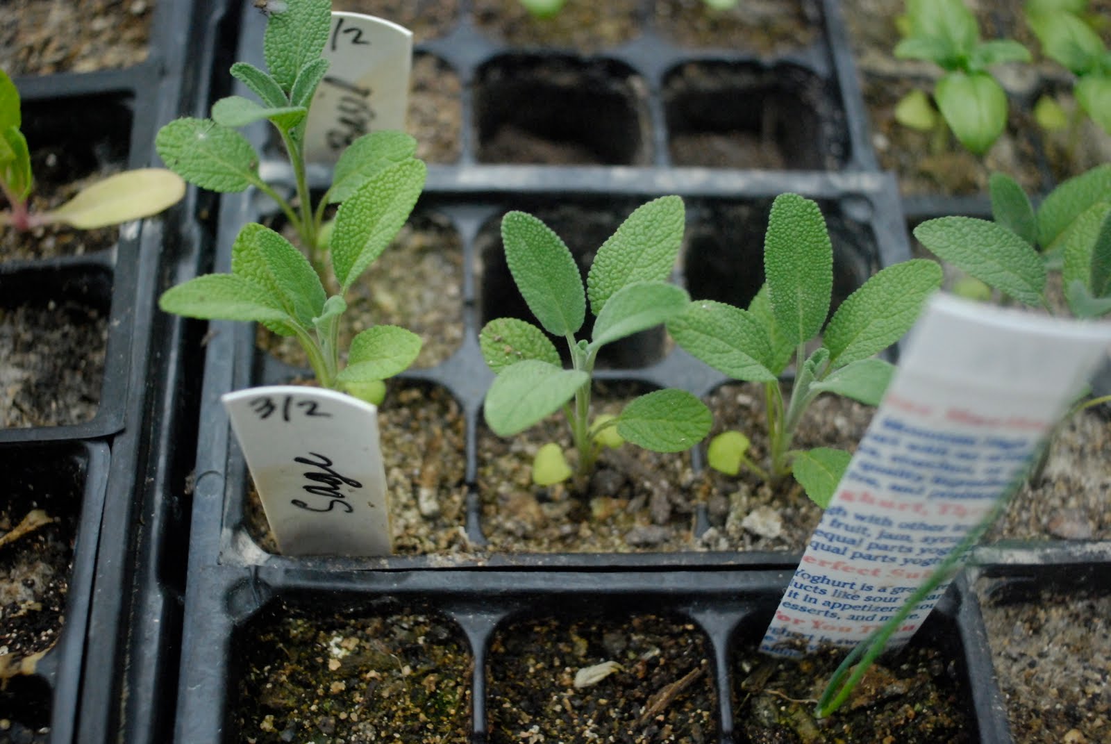 tend: starts from seed & cold frame instructions