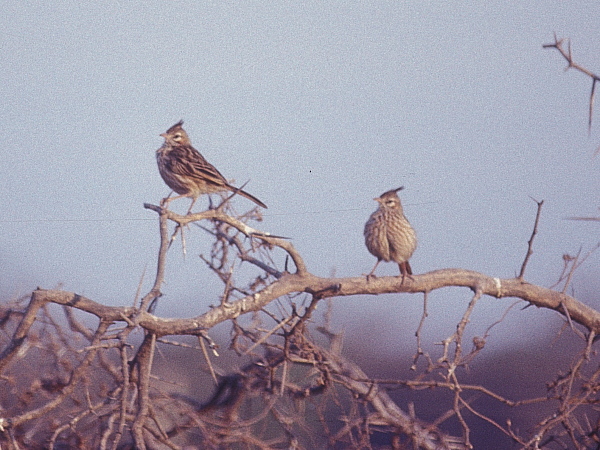birding never sleeps: ARGENTINA 1990: Southern Salta & Valdez Pemninsular