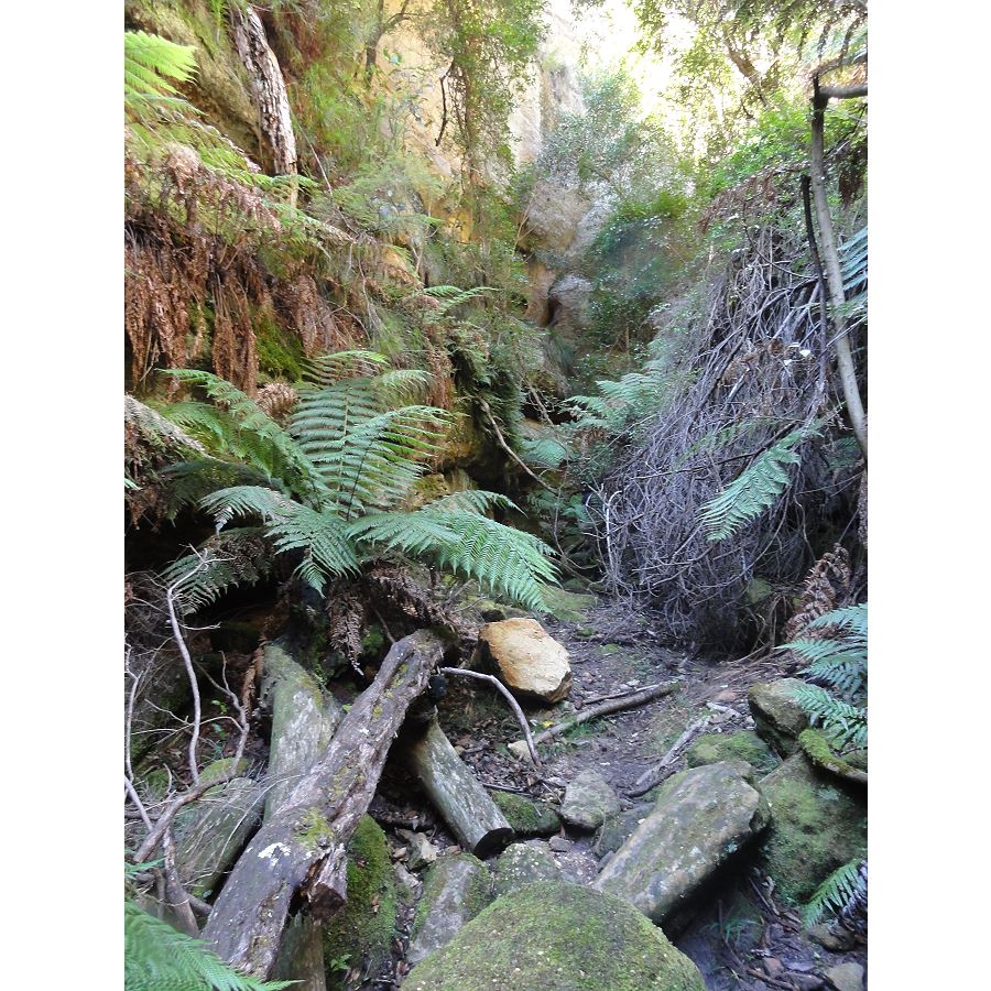 Snap Happy Birding: Ferntree Gully - Part Three